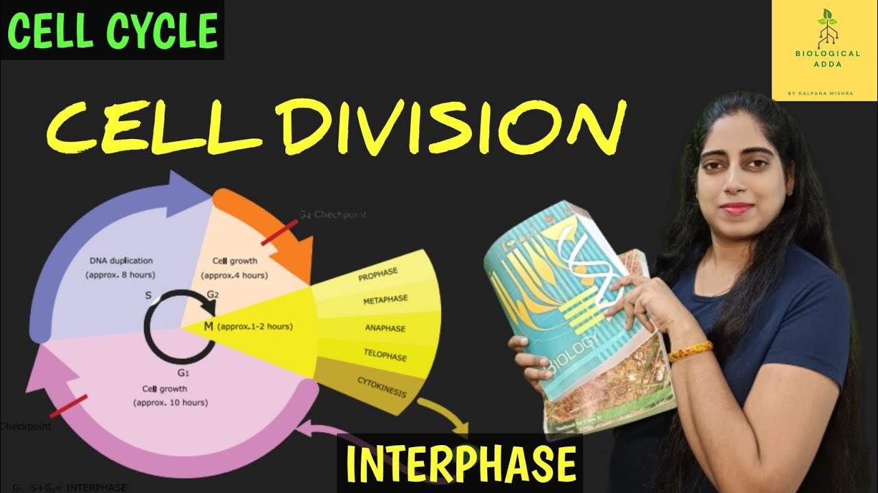 How the cell cycle works and the roles of each phase - YouTube