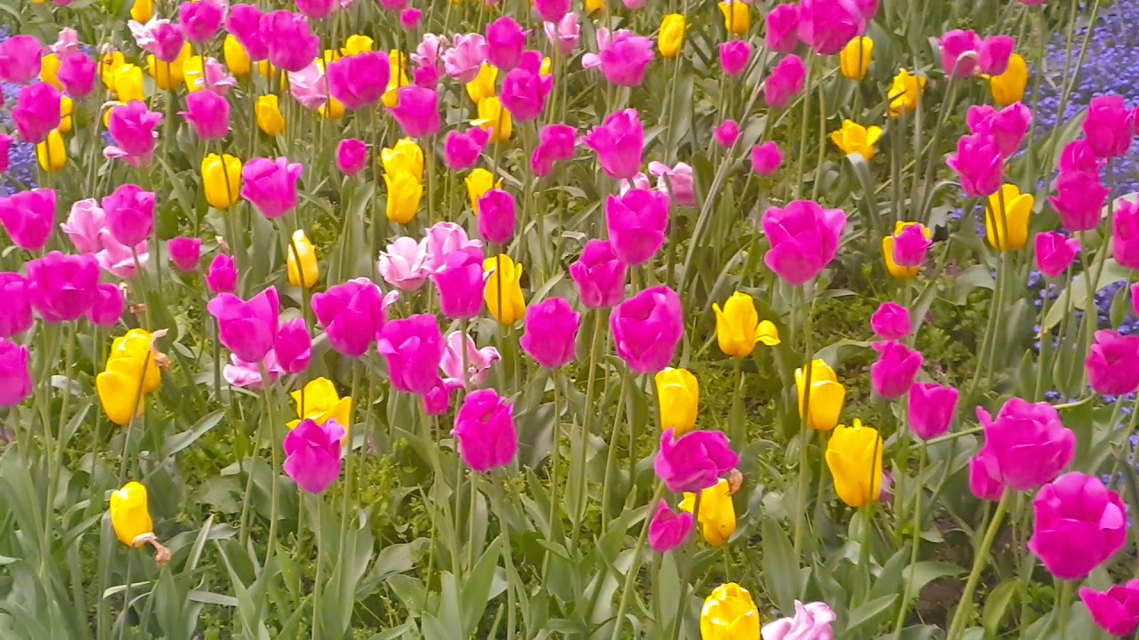 Tulip Garden in, Prague 2020 - YouTube