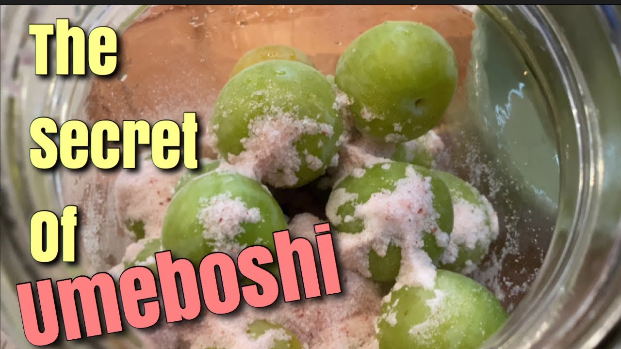 How to harvest and store plumbs - Umeboshi plumb recipe - probiotics do ...