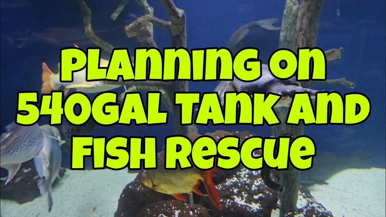 Planning 540gal Tank and Fish Rescue - YouTube