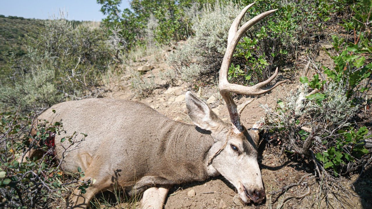 9 YARD DOUBLE LUNG SHOT ON A MASSIVE BUCK!!! - Archery Mule Deer ...