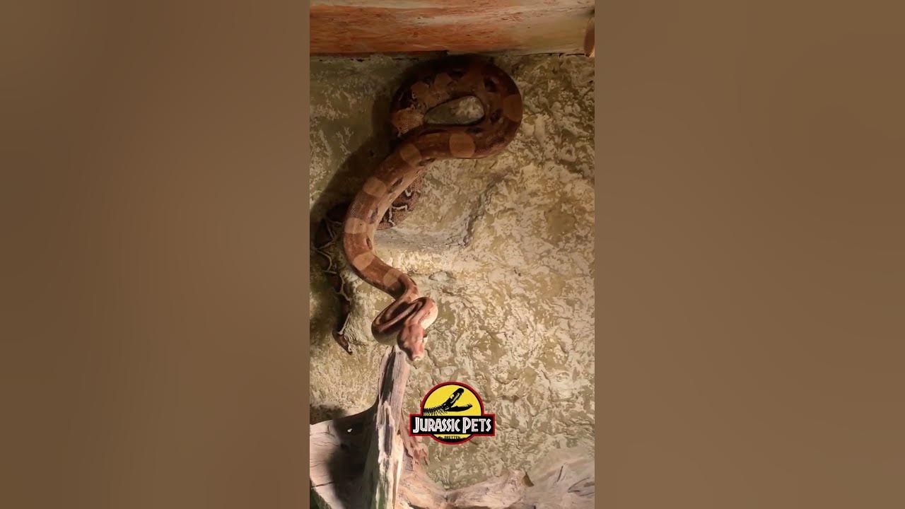 Morpheus our Boa constrictor imperator | Jurassic Pets #shorts - YouTube