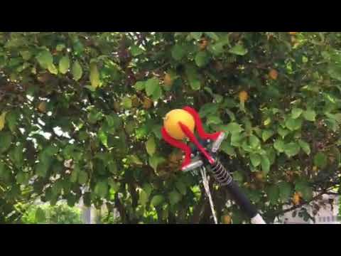 Φρουτοσυλλεκτης kodia.Μαζεμα λεμονιού - YouTube