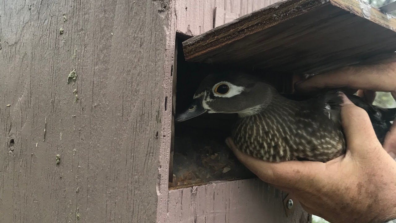 RRGC Wood Duck Project - Camera #1 - YouTube