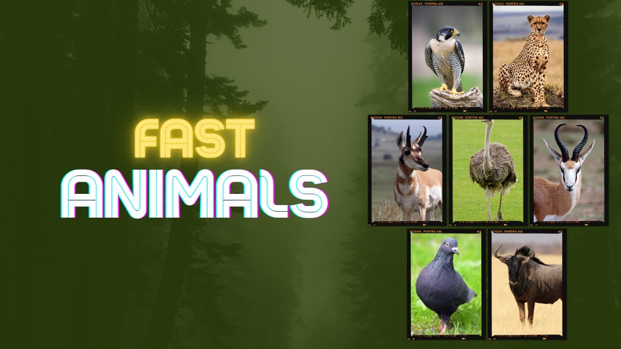 FAST ANIMALS - The Fastest Animal on Earth - YouTube