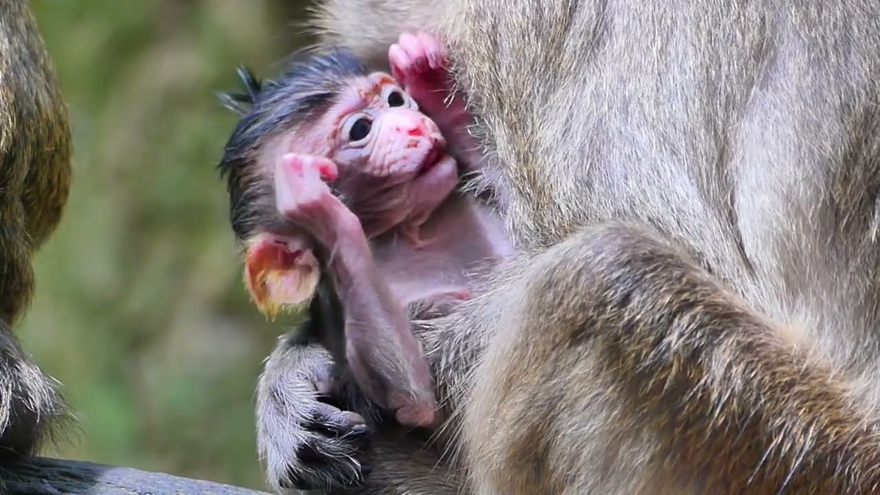 Unbelievable! Big baby monkey cries c/onvulsion alone needs milk again ...