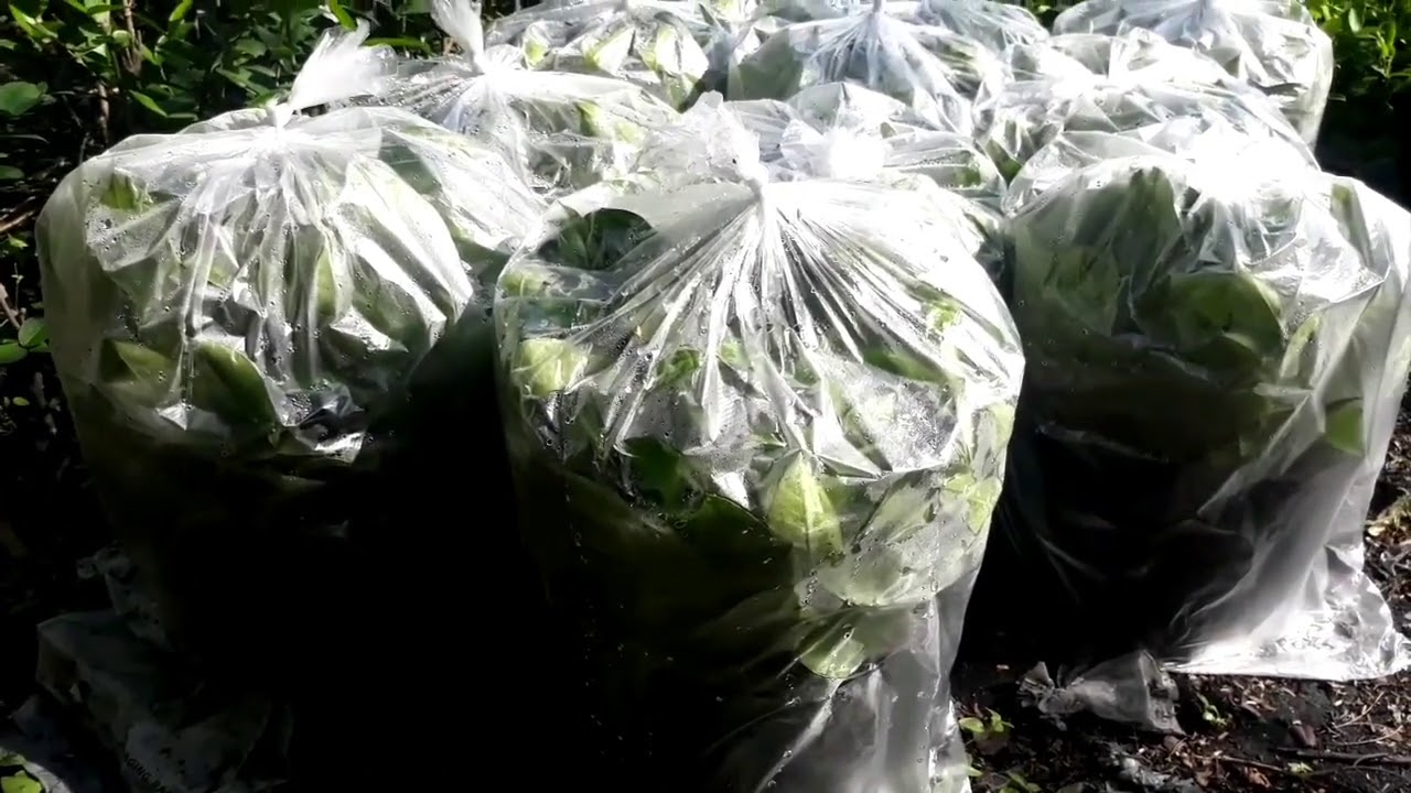 White Angel Plants - Propagation Process - YouTube