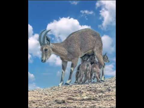 VICDAN hakimlerin hakimidir ve Hakk’tır. Hakk emriyle gelenlere sahiptir.