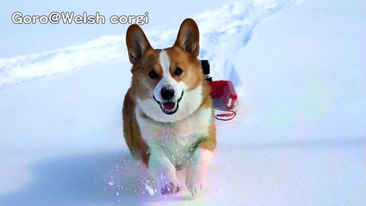Goro pulls a sled on snow. / 雪の上でソリを引くコーギー 20140205 Goro@Welsh corgi ...