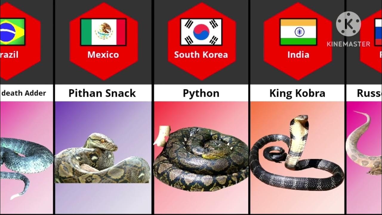 Snake From Different Countries - YouTube