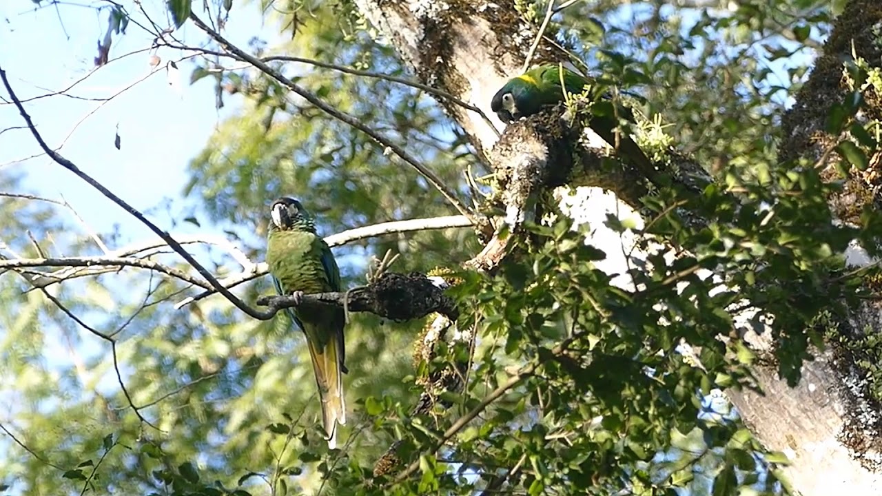HB - Primolius auricollis - Yellow-collared Macaw - YouTube