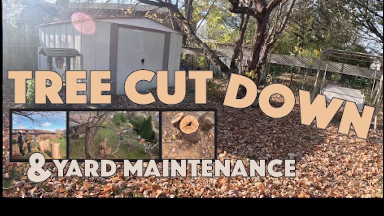 Tree cut down and backyard fall maintenance - YouTube