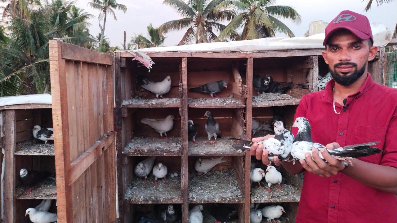Guarantee 13+ results birds for sale | parava sale | loft visit | Top ...