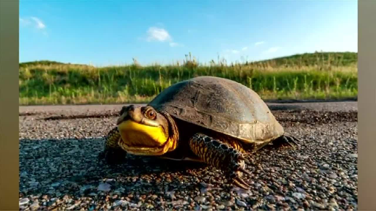 Discovering turtles in Nebraska - YouTube