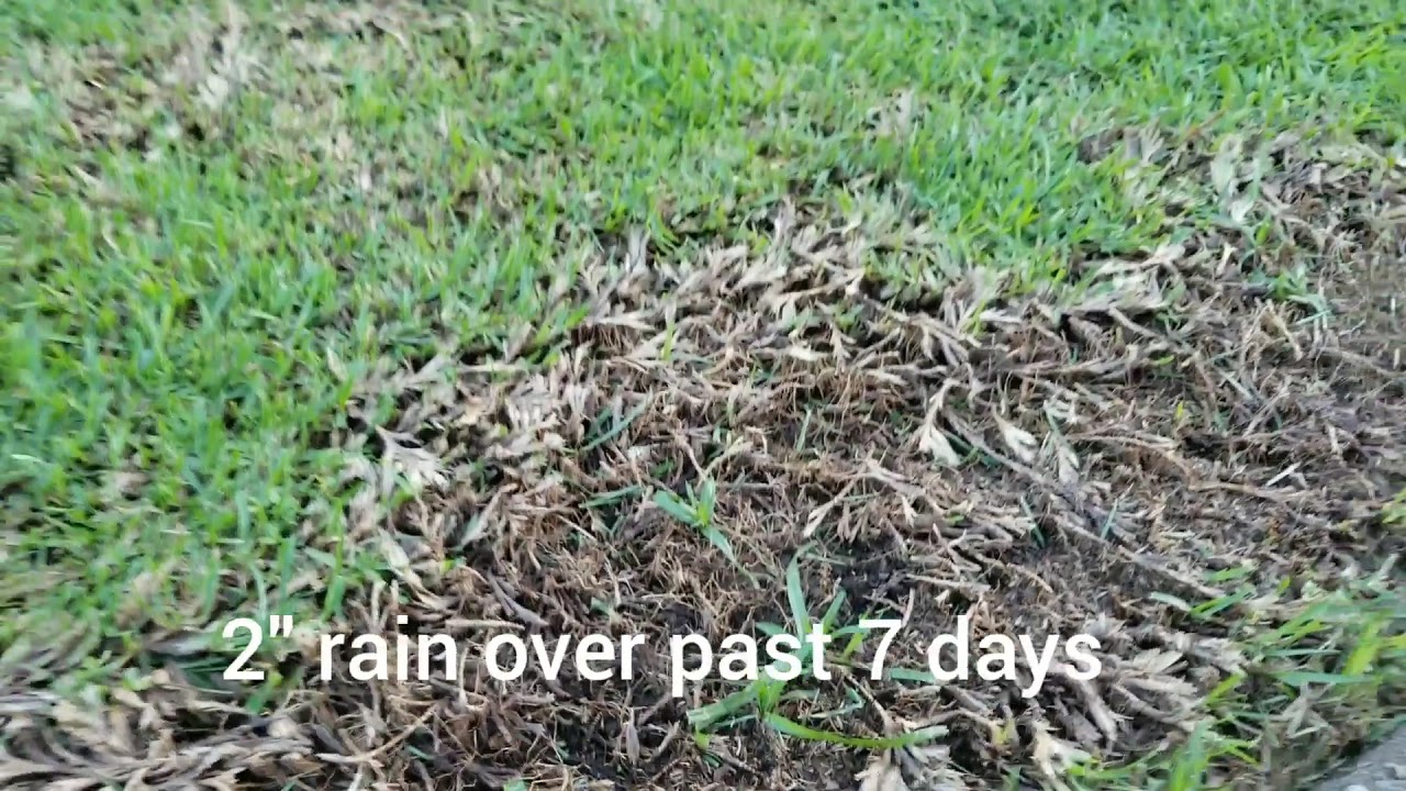 Centipede Lawn Renovation Intro Youtube