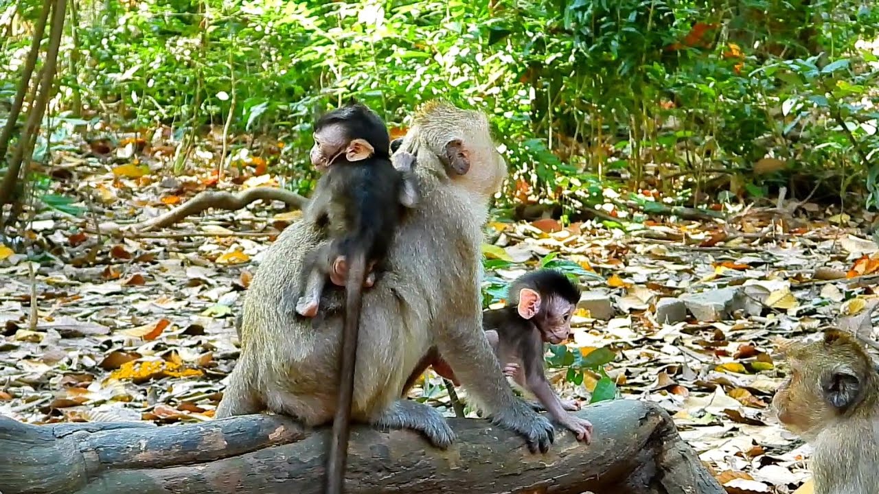 so much funny, baby monkey plays on the mommy's back, looking like so ...