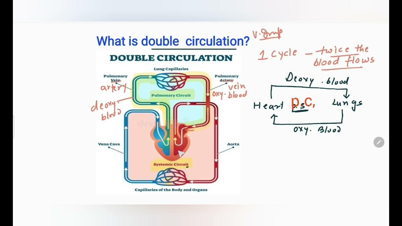 DOUBLE CIRCULATION | WHAT IS DOUBLE CIRCULATION | HUMAN HEART | CLASS10 | - YouTube