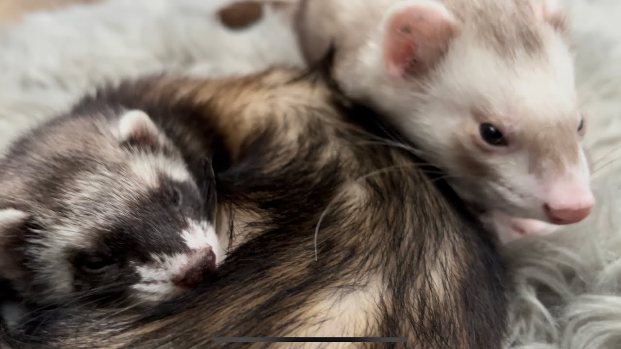 Cute Adorable Ferrets Cuddling Together. Cinnamon& Sassy - YouTube