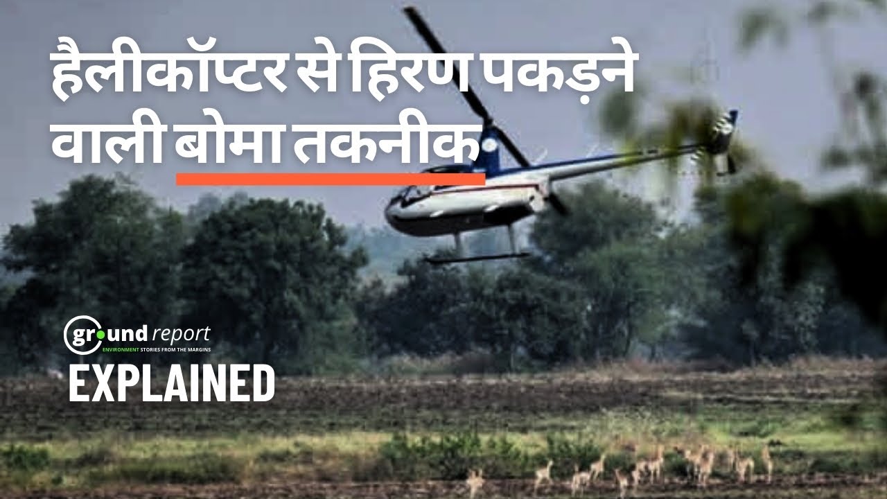 Boma Technique Explained: How MP Captures Nilgai & Blackbuck Without ...