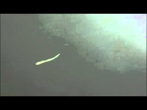 Hogy Sand Eel Dance - YouTube