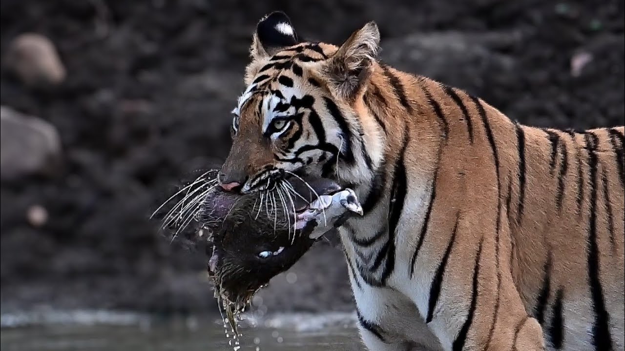 Nayantara Tigress with Wild Boar Kill | Tadoba Andhari Tiger Reserve # ...