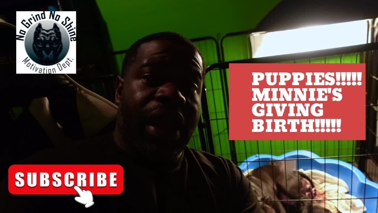 Minnie giving birth to her puppies!!! - YouTube