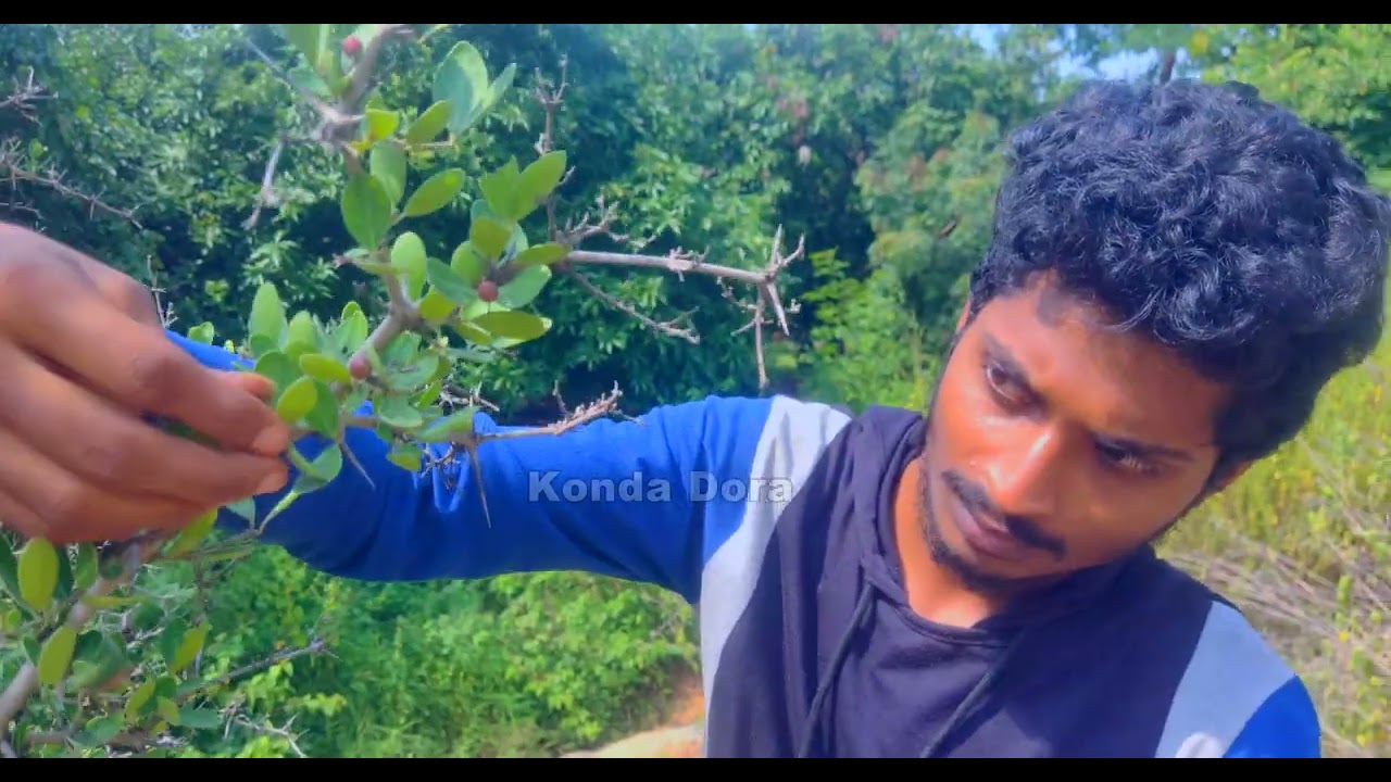 kallim pandllu //మా అడవిలో సహజ సిద్ధంగా దొరికే కలీం కాయలు - YouTube