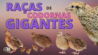 Aprenda sobre a raça codorna gigante quais as mutações ... | Doovi