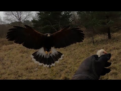 Harris Hawk Hunting Rabbits, The Buzzards Were Not happy !!! Falconry ...