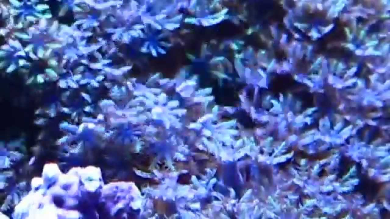 Green and Blue Sympodium Coral - YouTube