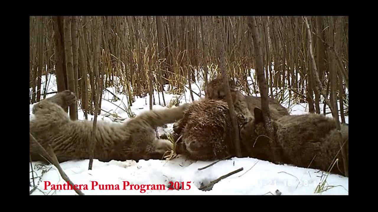 F109 Kittens Beaver - YouTube
