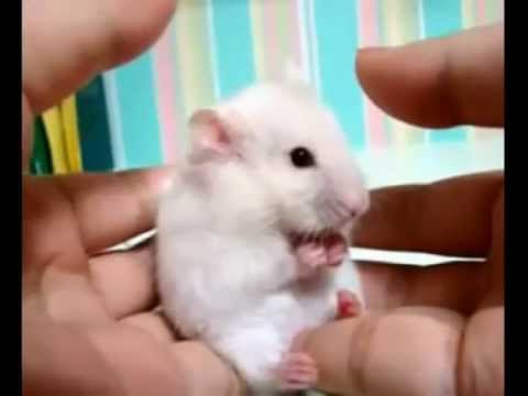 Dramatic Hamster - YouTube