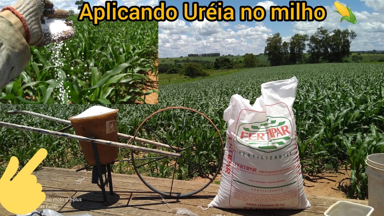 Aplicando uréia na lavoura de milho - YouTube