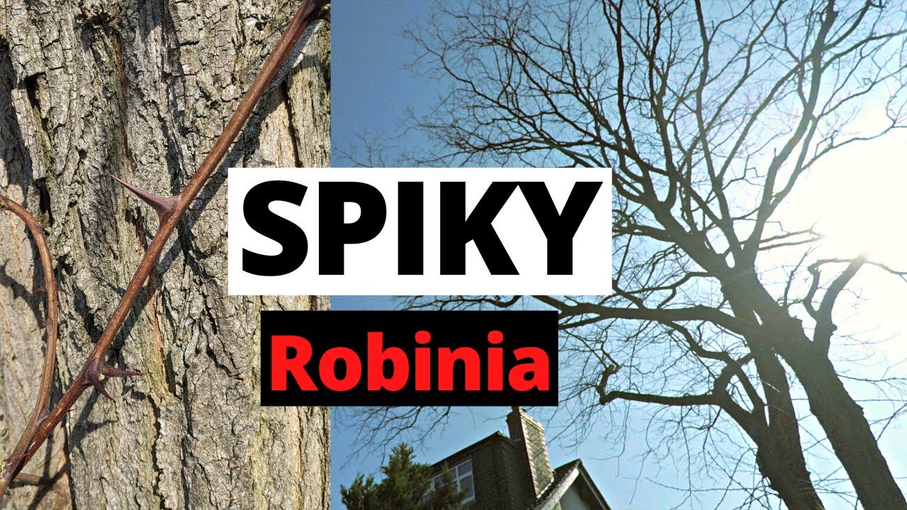 [RAW] Pruning A Robinia (Locust Tree) - YouTube