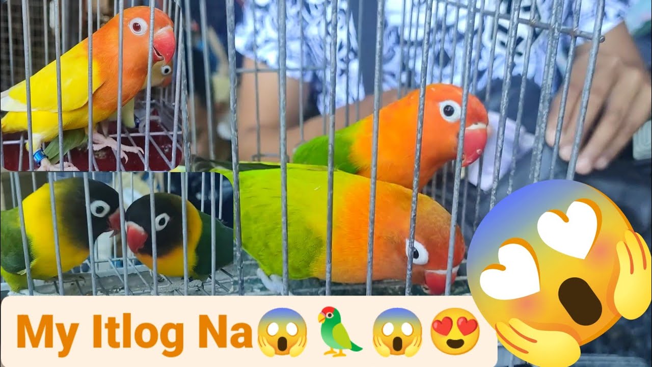 Vlog433 Green Opaline Misty Poss Ino Green Opaline Split Ino Buntis Na😱 ...
