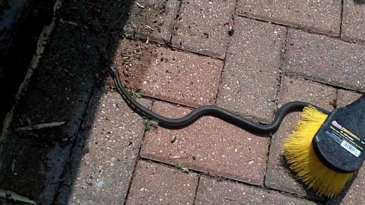 Hot Tub Snake - YouTube