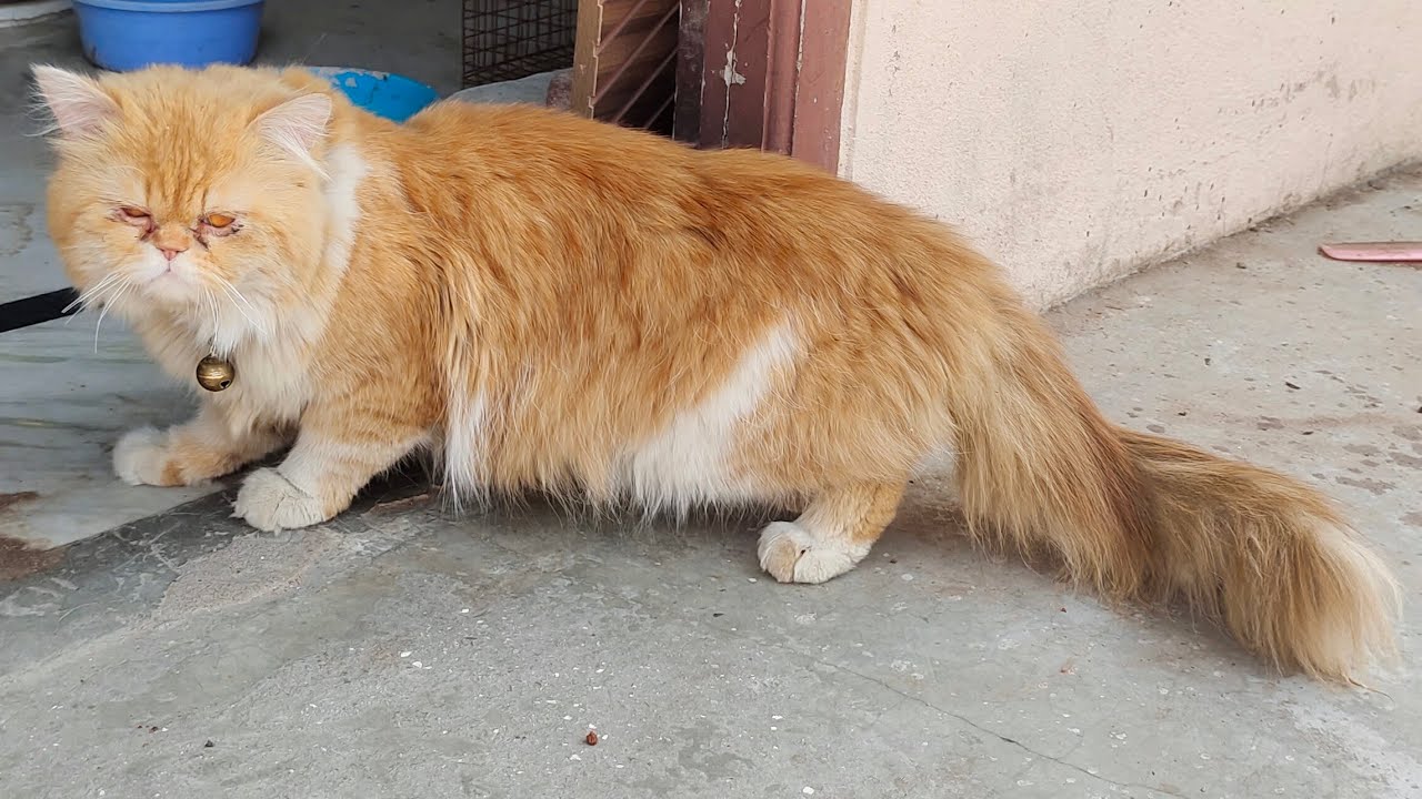 semi punch face Persian cat in Hyderabad baba nagar | Persian kittens ...