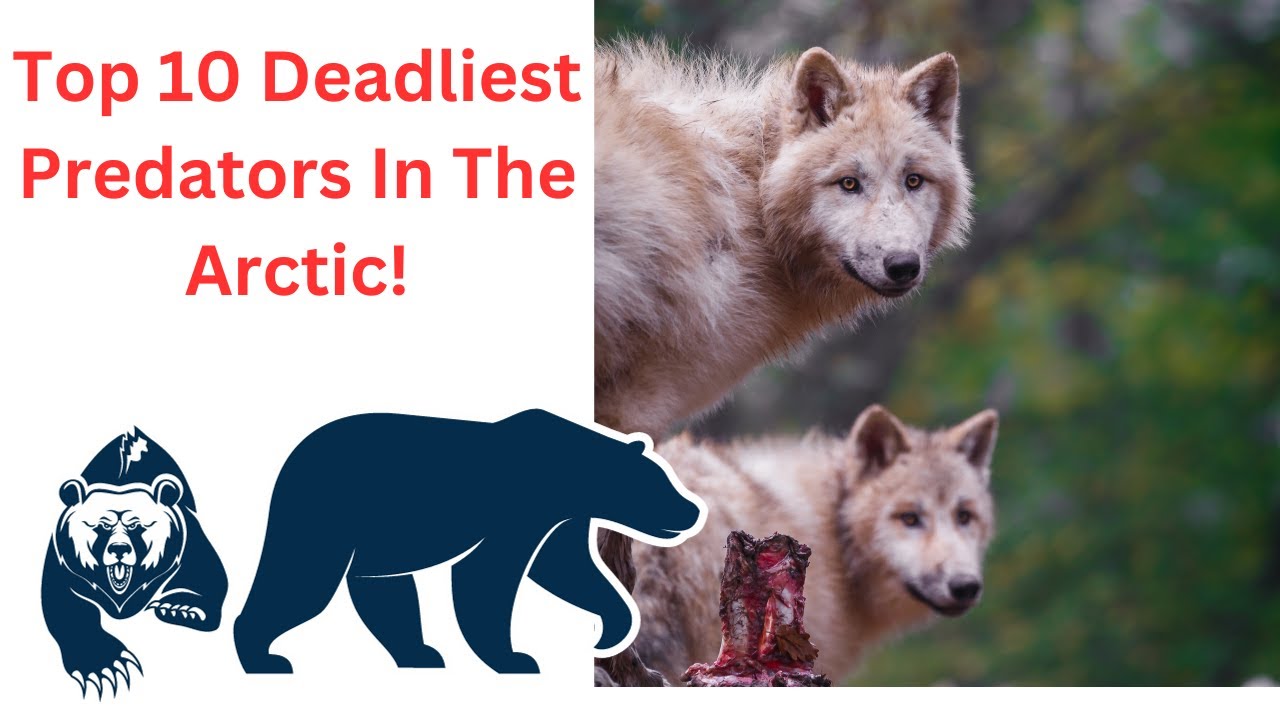 "Unveiled: The Arctic's Most Terrifying Predators - Can You Guess #1 ...
