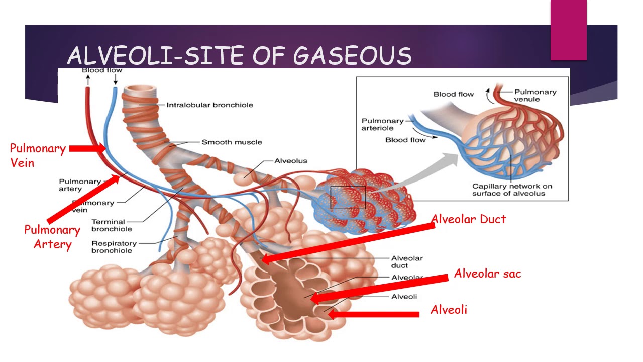 Respiratory System Anatomy Physiology High School Students YouTube respiratory-system-anatomy-physiology-high-school-students-youtube