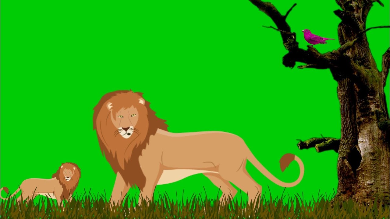 Lion Green Screen Video | Jungle Green Screen Video | Green Screen ...