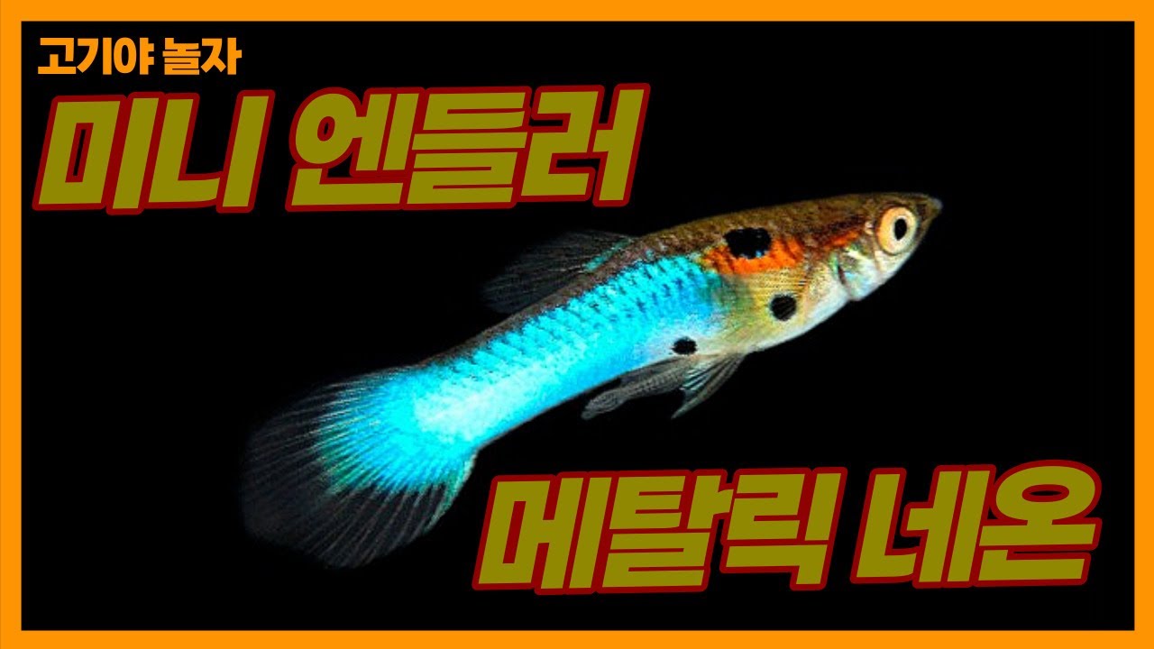 미니 엔들러 메탈릭네온 구피를 소개합니다 - Introducing the metallic neon Endler's Guppy ...