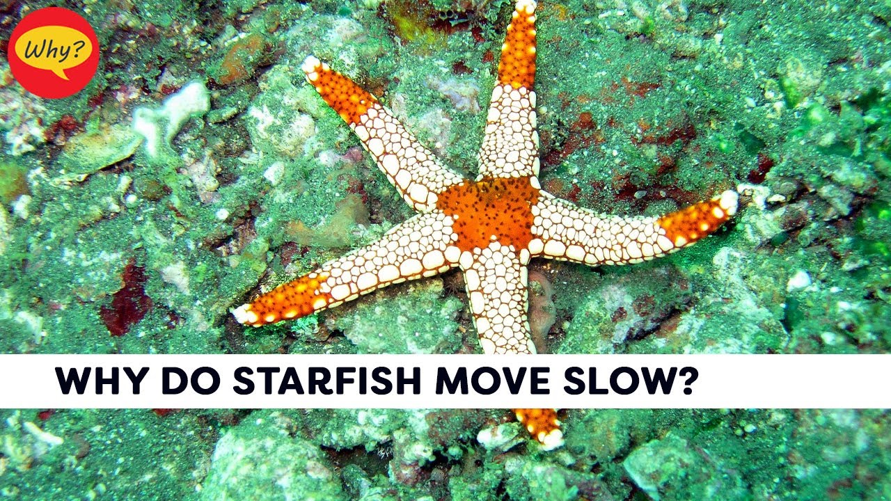 Why do starfish move slow | Fascinating facts #38 | Why Things Happen ...