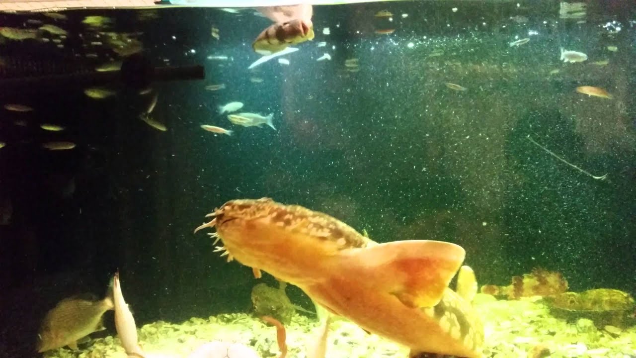 Australian native tank - YouTube