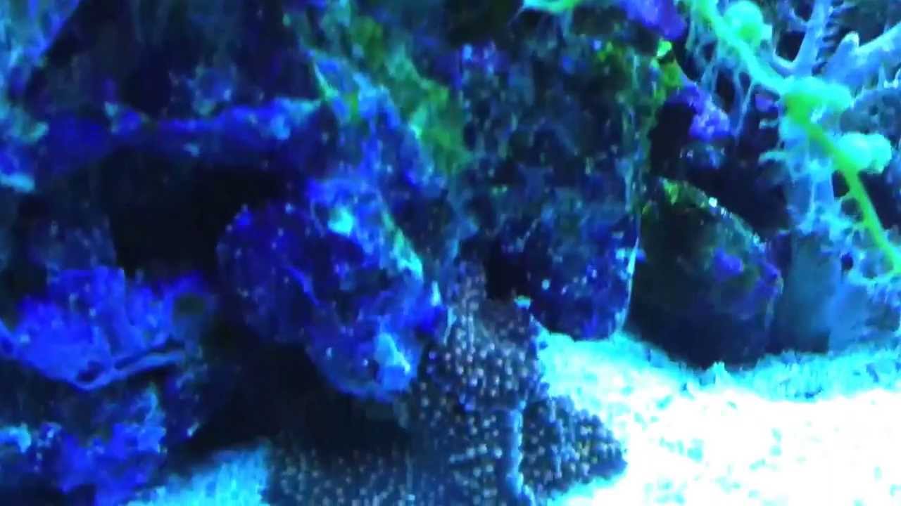 Rainbow Mantis Shrimp Reef Tank - YouTube