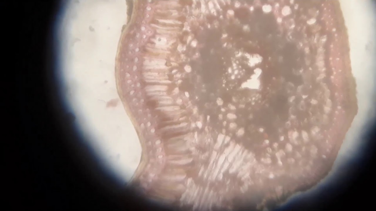 Cycas Leaflet Practical - YouTube