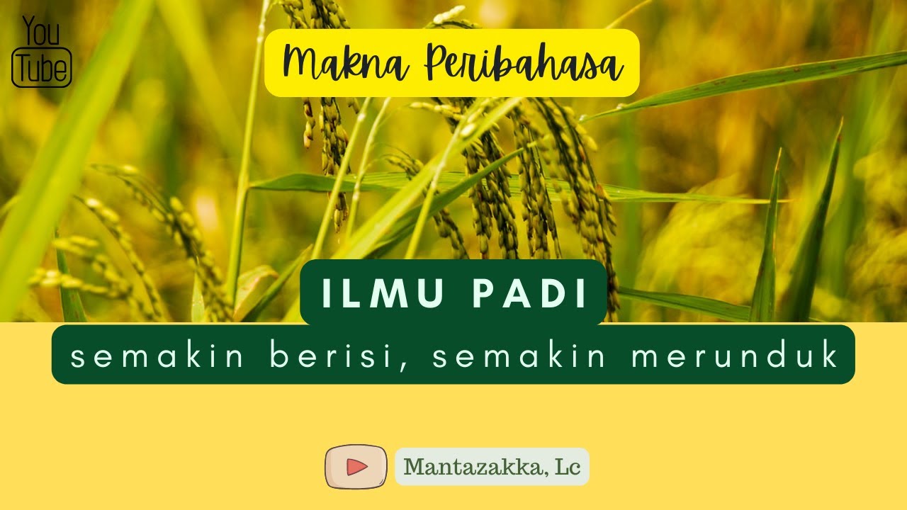 Ilmu padi, makin berisi makin merunduk - Makna Peribahasa - YouTube