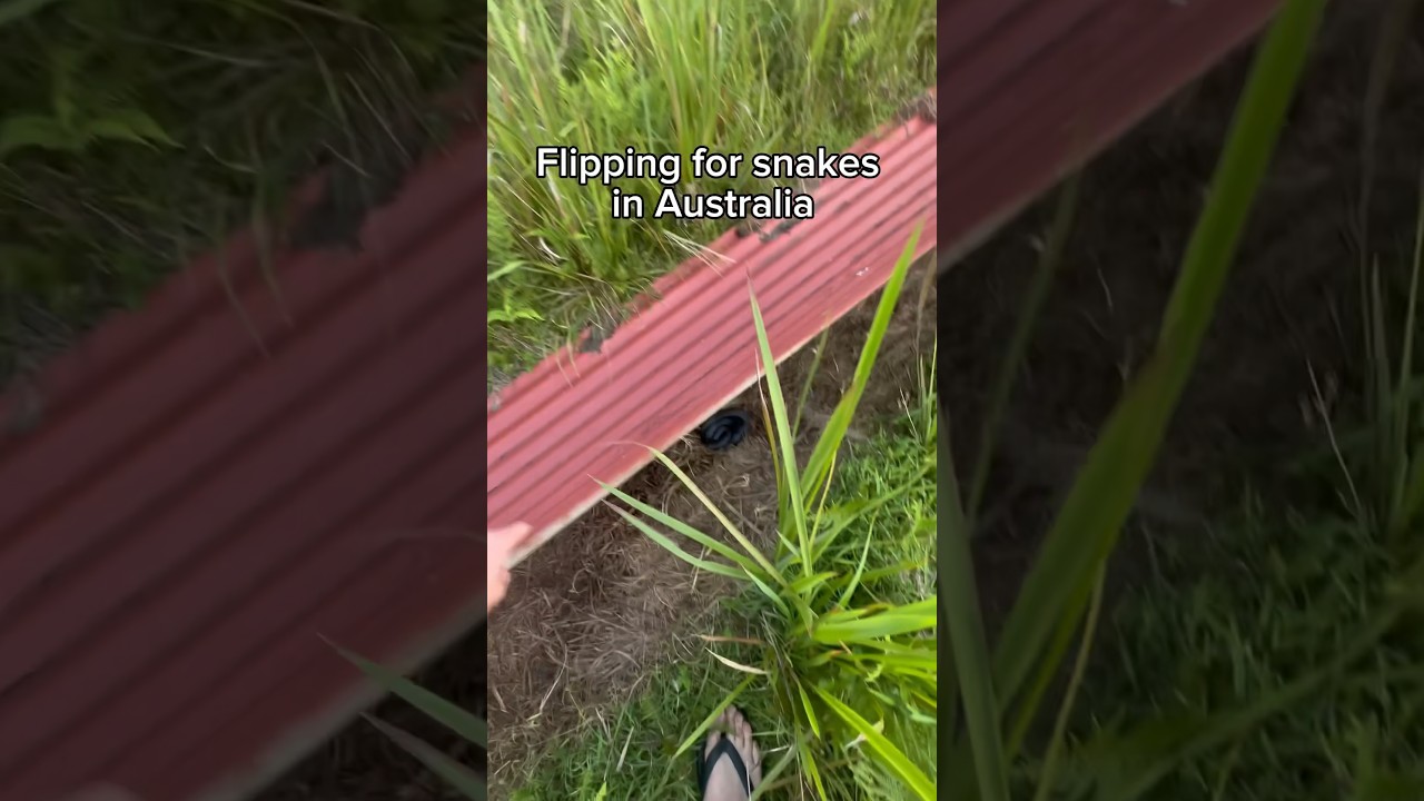 Flipping snakes in Australia Pt.1 #shorts - YouTube