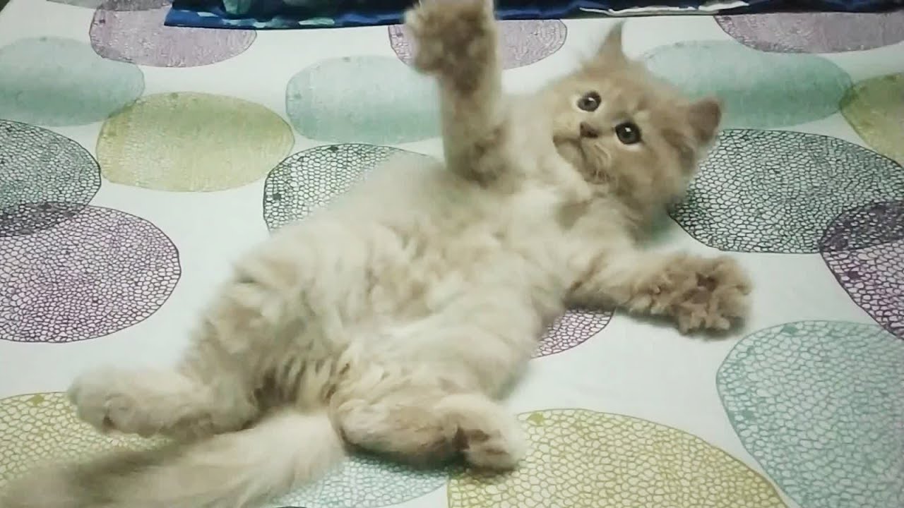 🐾 Beautiful Kitten dancing like a doll while playing | Cat | Doll face ...