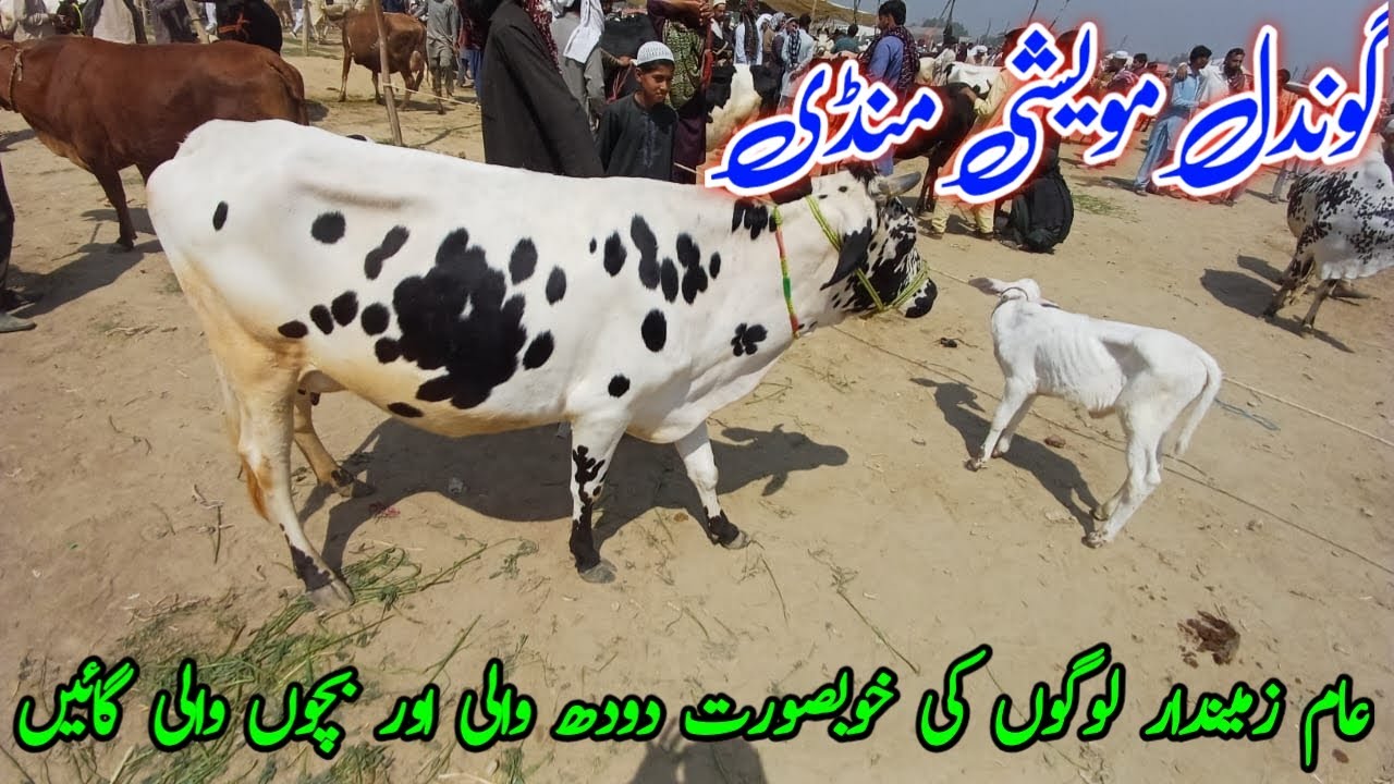 Beautiful Milking cow gondal mandi update !! Dood wal cow - YouTube