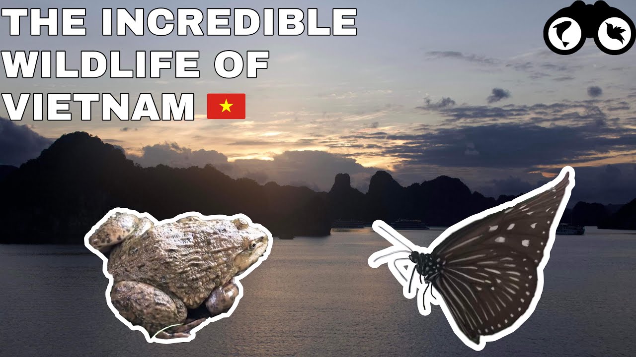 INCREDIBLE WILDLIFE IN VIETNAM | Amazing Nature + RARE animals - YouTube